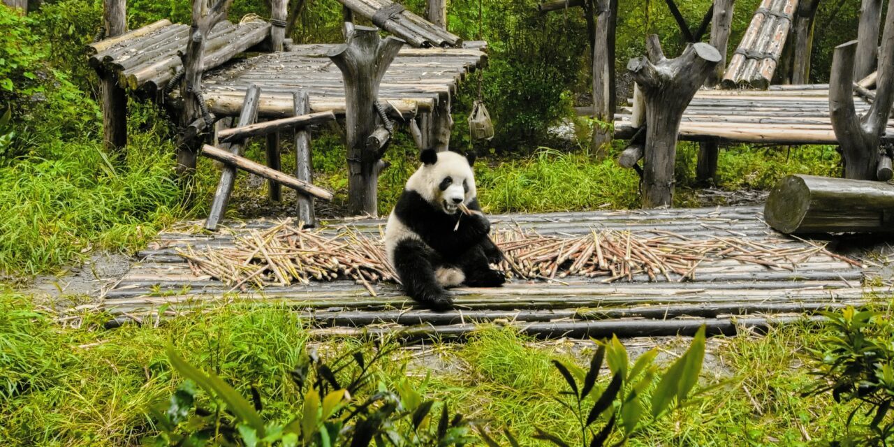 China Pandas, Buddha-Statue und ein gläserner Steg | Fotografieren ...